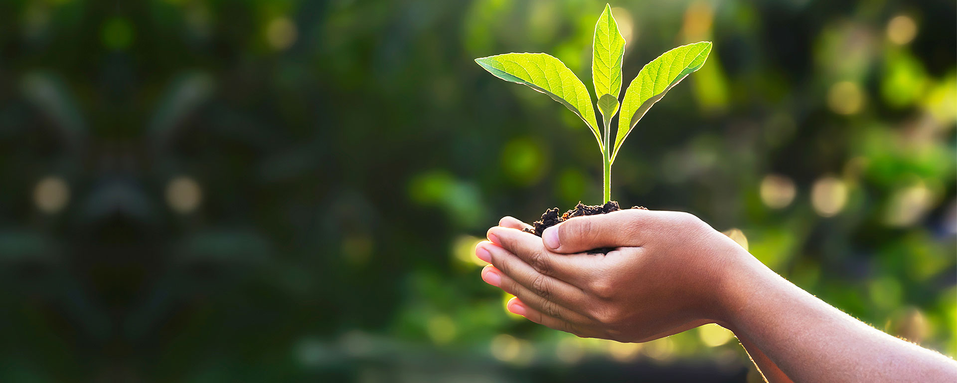 BSG for SDG | Bharat Soka Gakkai (BSG) for Sustainable Development ...